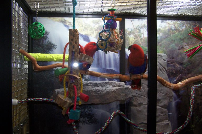 Bird Cage Photo Wall | Custom Cages - Custom Cages