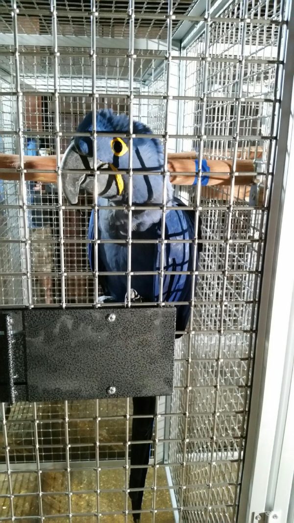 Bird Cage Photo Wall | Custom Cages - Custom Cages