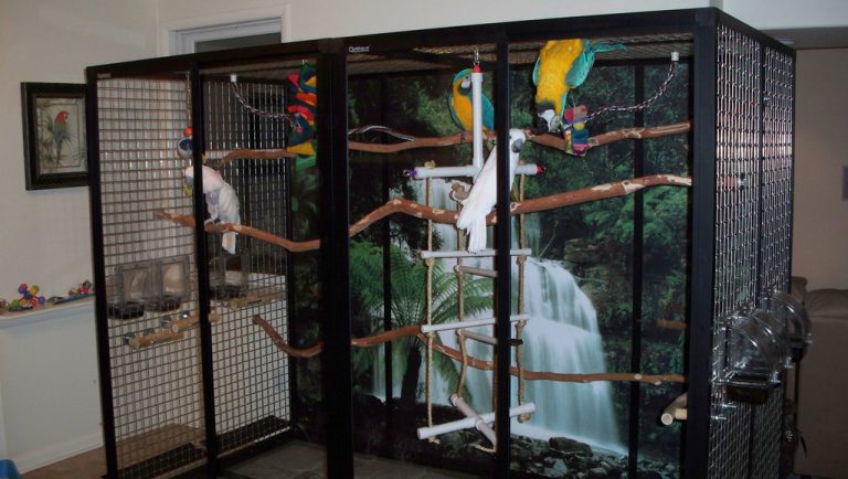 Bird Cage Photo Wall | Custom Cages - Custom Cages