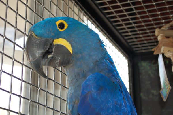Custom Cages - Bird, Reptile & Cat Cages - Custom Cages