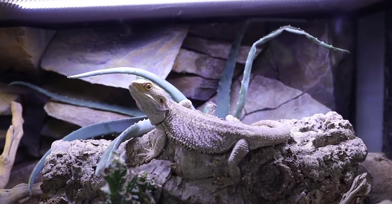 Setting Up New Reptile Enclosures! Corn Snake, Bearded Dragon, & Blue ...